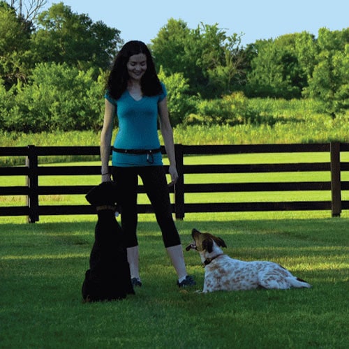 The Mindful Dog | North Shore Dog Training Services